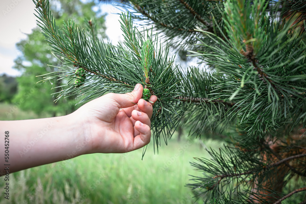 young green bump on branches of pine growing in forest. Male cones of a ...