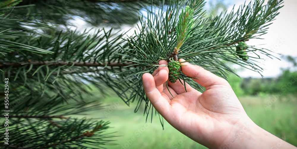 young green bump on branches of pine growing in forest. Male cones of a ...