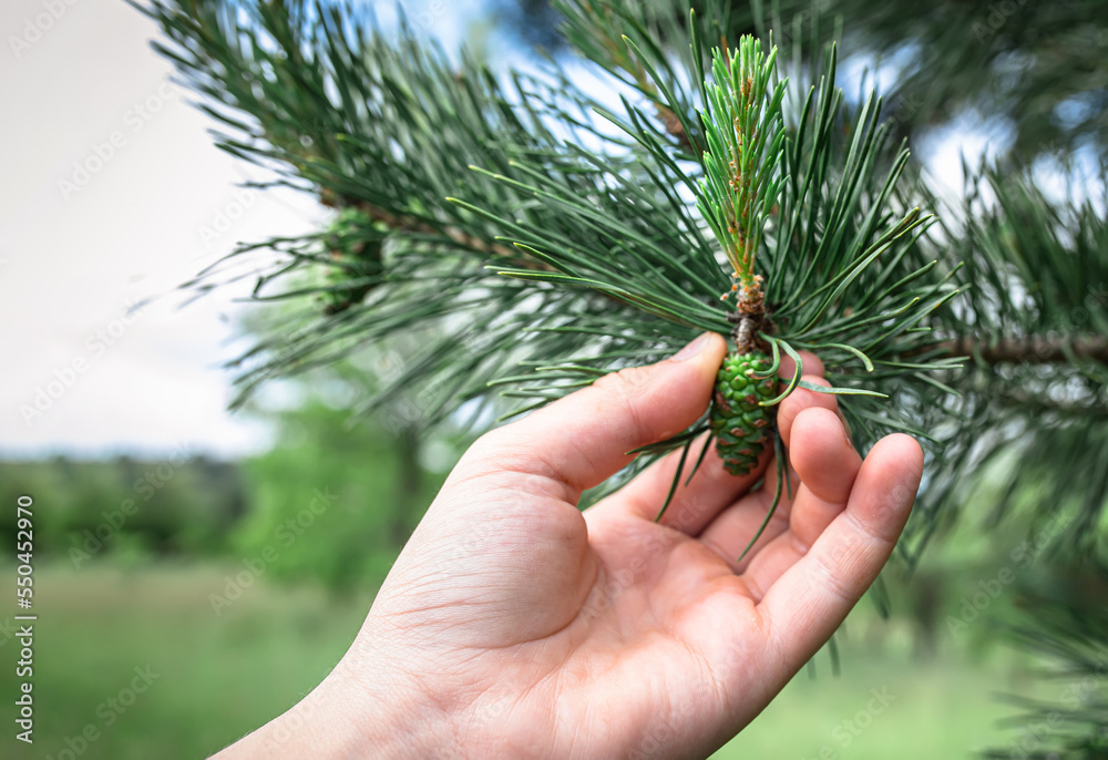 young green bump on branches of pine growing in forest. Male cones of a ...