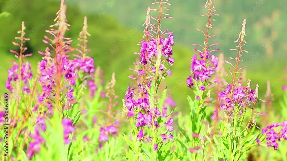 Medicinal herbs and teas on the mountain. Willow herb (Ivan-tea ...
