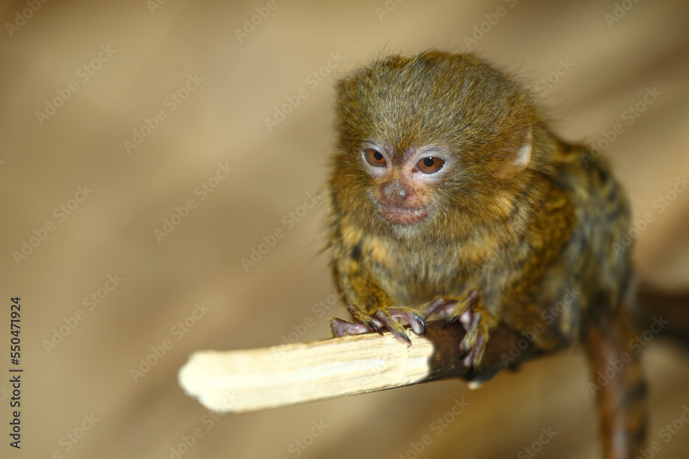 Zwergseidenäffchen / Pygmy marmoset / Cebuella pygmaea - Callithrix ...