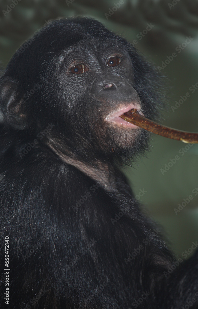 Bonobo oder Zwergschimpanse / Pygmy chimpanzee / Pan paniscus Stock ...