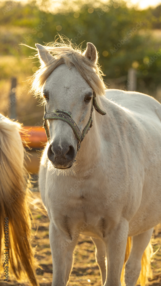 White horse in paddock.Breeding and raising horses. Farm animals.White ...