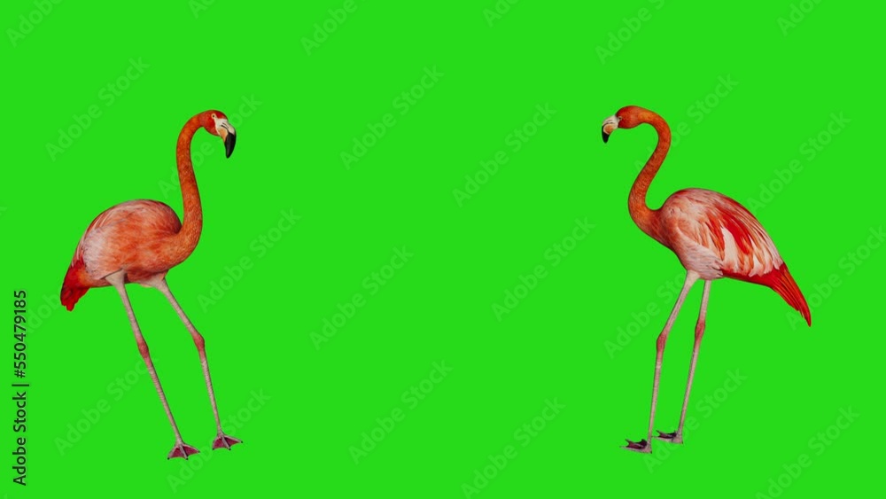 flamingo dancing green screen seamless 3d looping animation front and ...