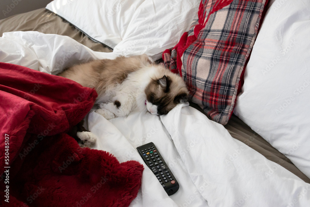 cat sleeping in bed with tv remote control Stock Photo | Adobe Stock