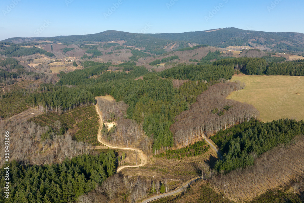 Aerial view of pine forest with large area of cut down trees as result ...