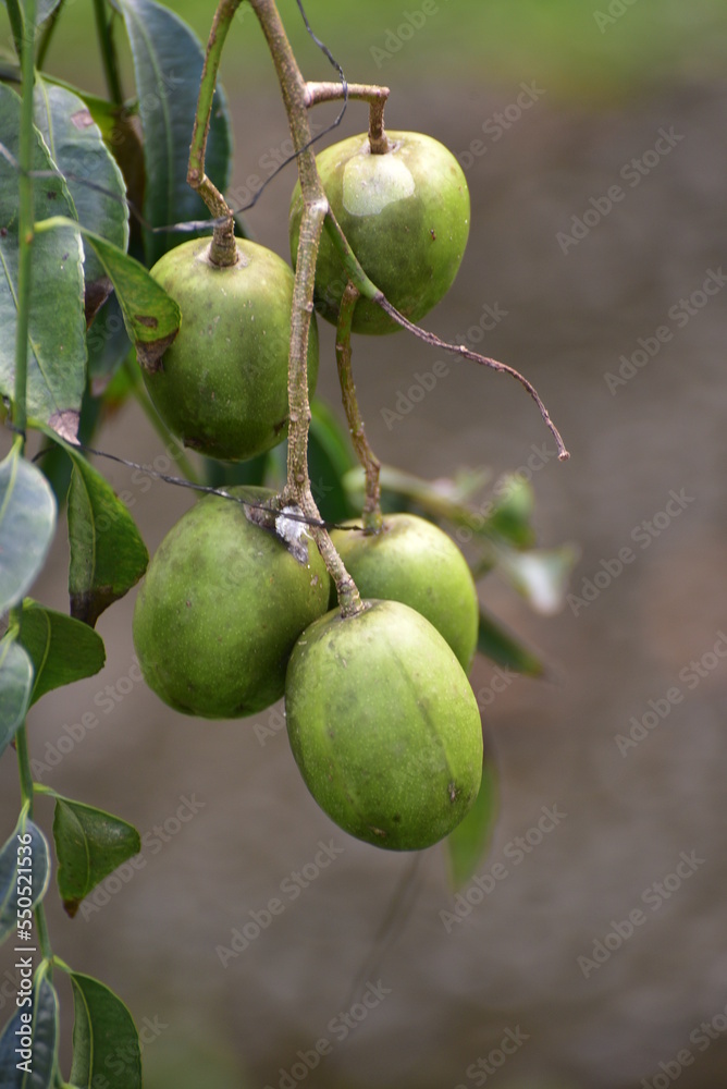 Spondias dulcis or Spondias cytherea, known commonly as ambarella in ...