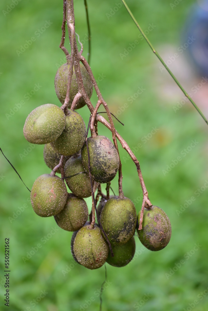 Spondias dulcis or Spondias cytherea, known commonly as ambarella in ...