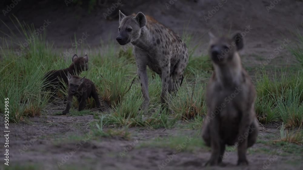 Hyena family den, young cubs in the nature habitat, Okavango delta in ...