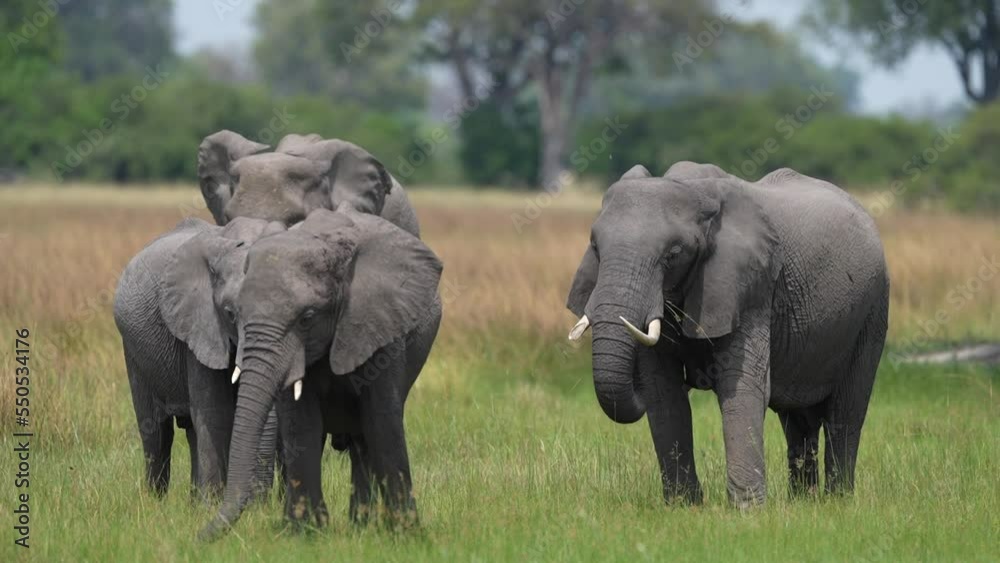 Elephant group in the forest, Okavango delta, Botswna in Africa. Green ...