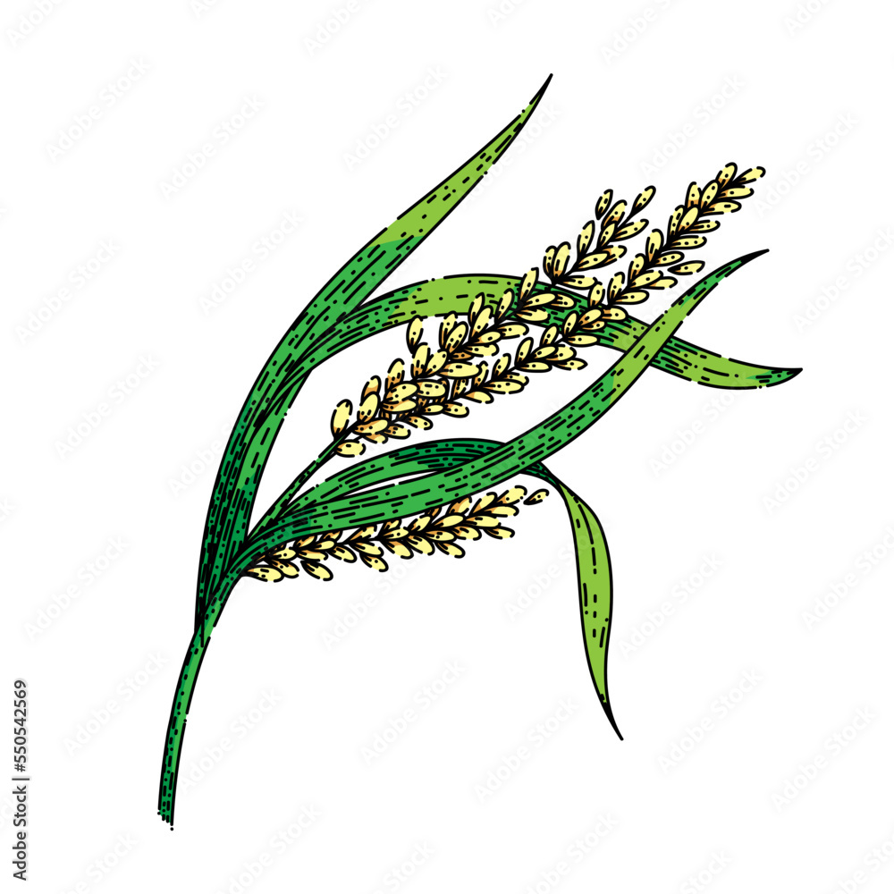 rice plant hand drawn vector. paddy grain, field brown agriculture ...
