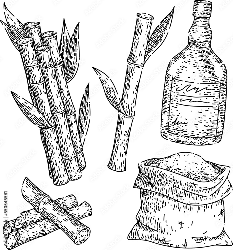 sugar cane set hand drawn vector. plant field, agriculture farm, crop ...