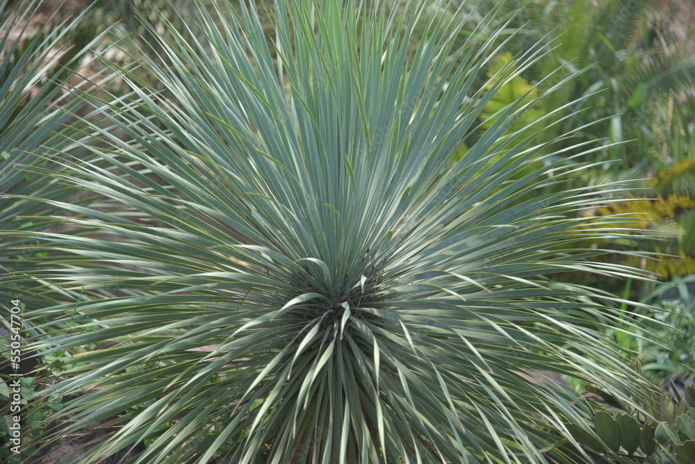 Yucca rostrata also called beaked yucca, is a tree like plant belonging ...