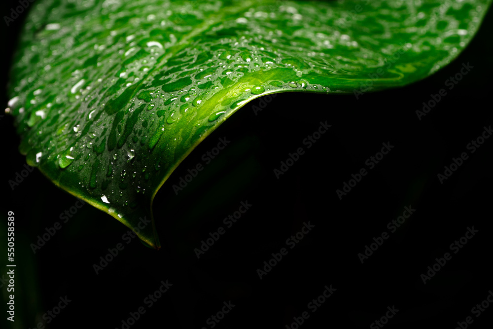 Abstract green leaves with water splash for nature background concept ...