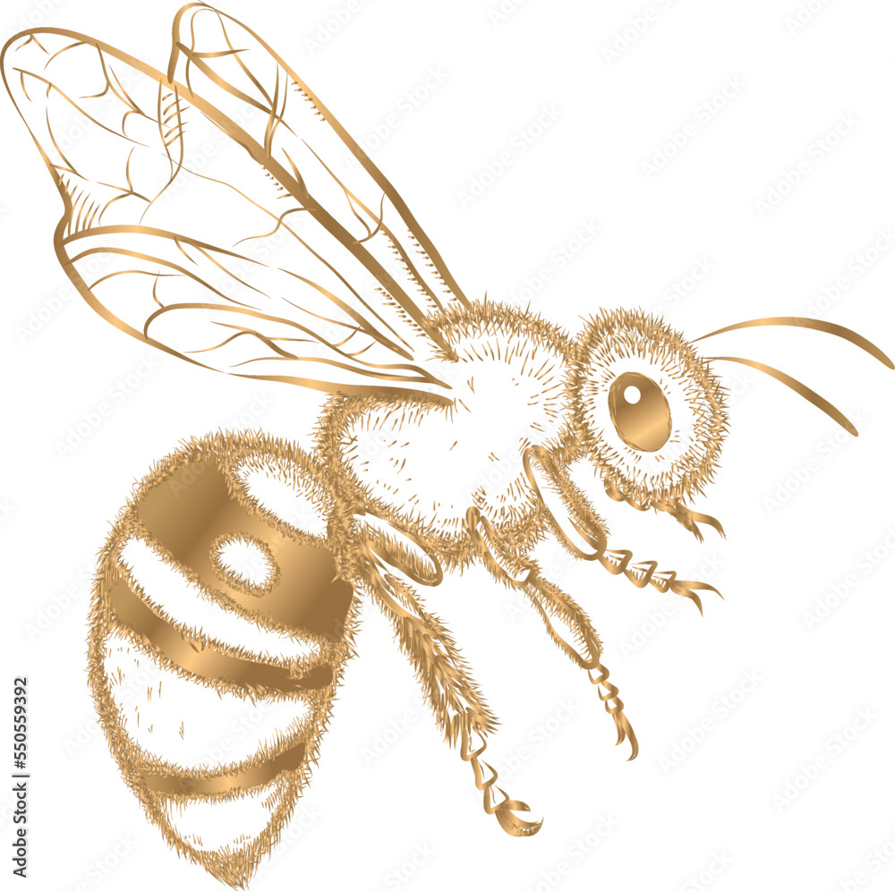 Vector bee line drawing in golden color on white background. Stock ...