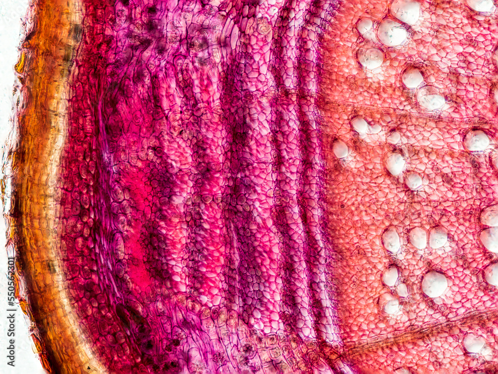 rose of sharon stem transversal section under the microscope - optical ...