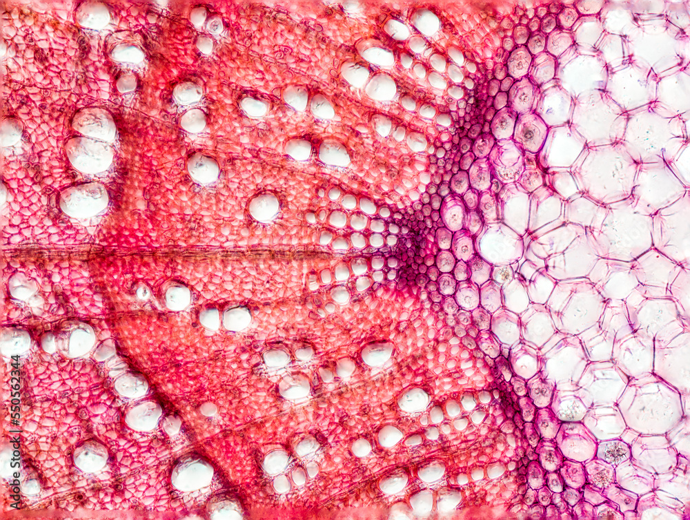 rose of sharon stem transversal section under the microscope - optical microscope x100 ...