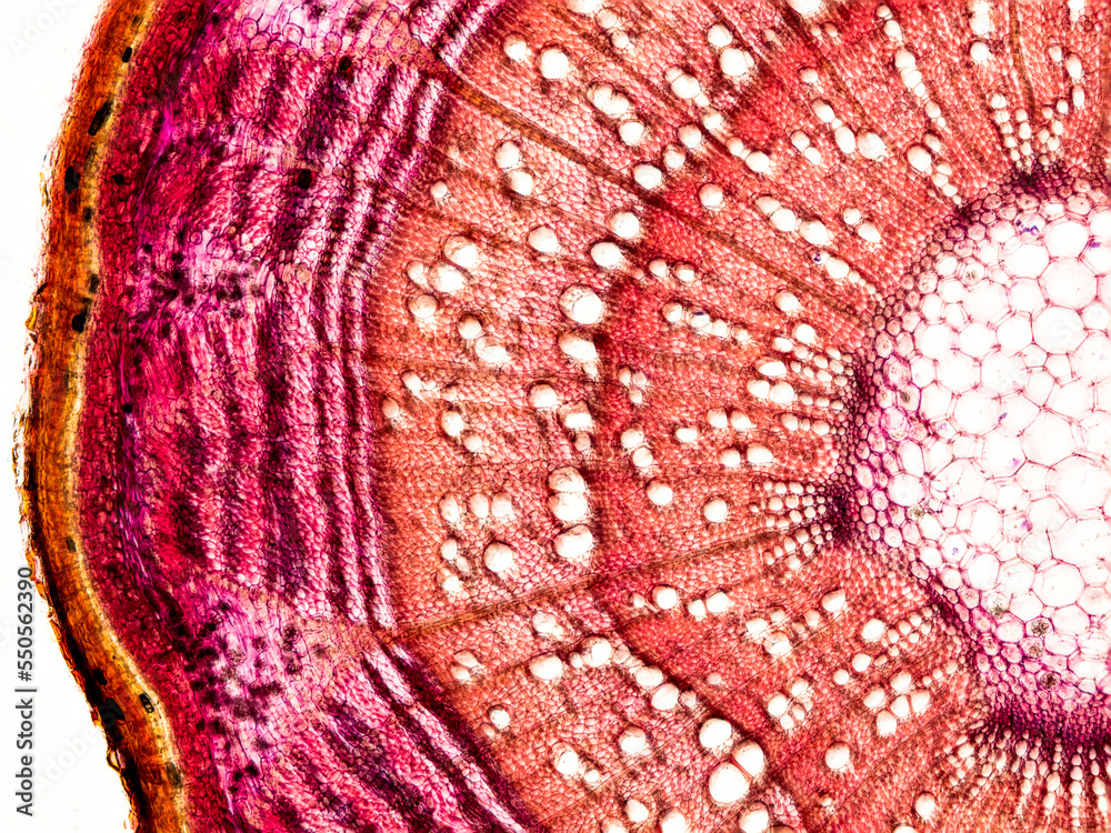 rose of sharon stem transversal section under the microscope - optical microscope x100 ...