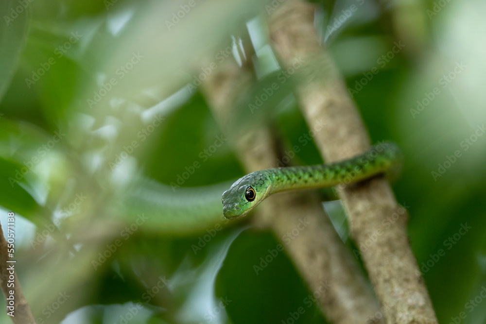 Slender green snake in the Queen Elizabeth National park. Philothamnus ...