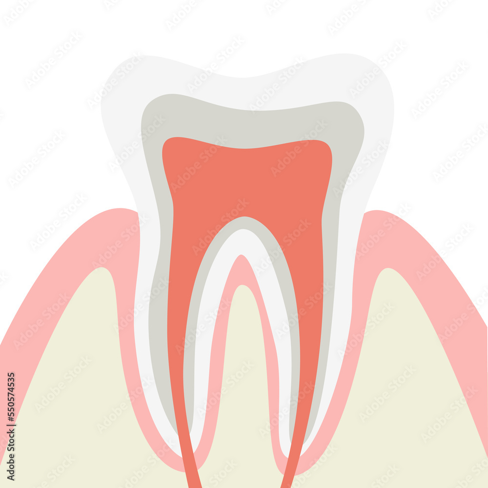 Human tooth structure vector diagram. Cross section scheme representing ...