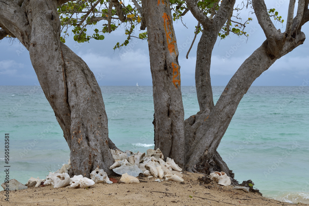 Looking through the branches of a West Indian Almond Tree (Terminalia ...
