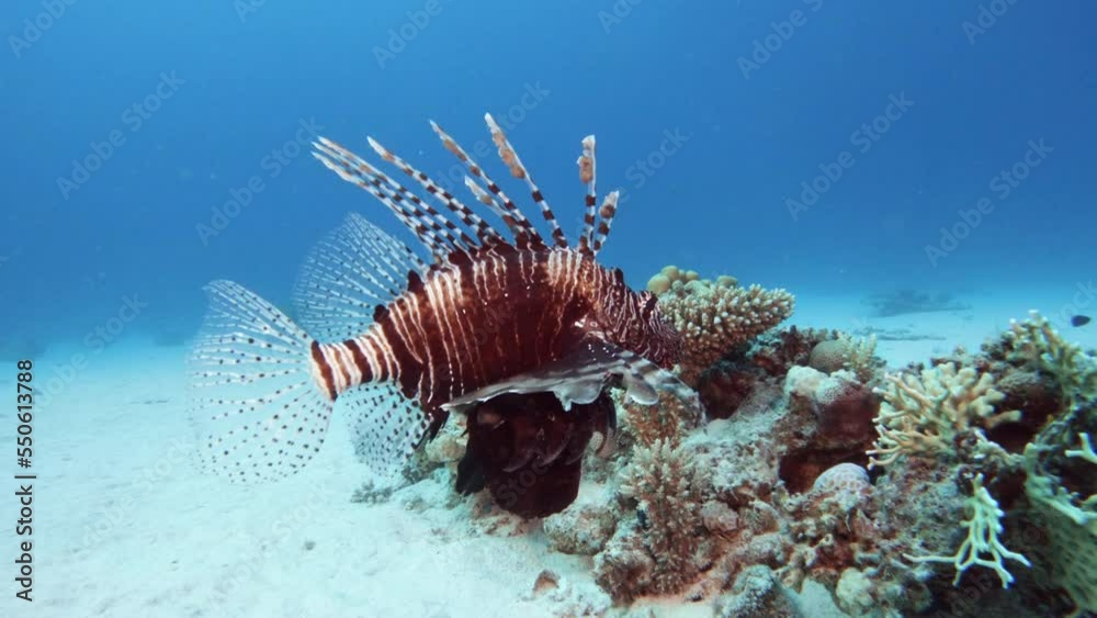 Lionfish swimming underwater, undersea wildlife animal close view ...