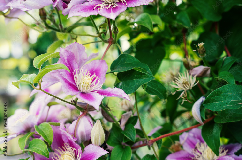 Clematis Hybrid Hagley. Flowers of perennial clematis vines in the ...
