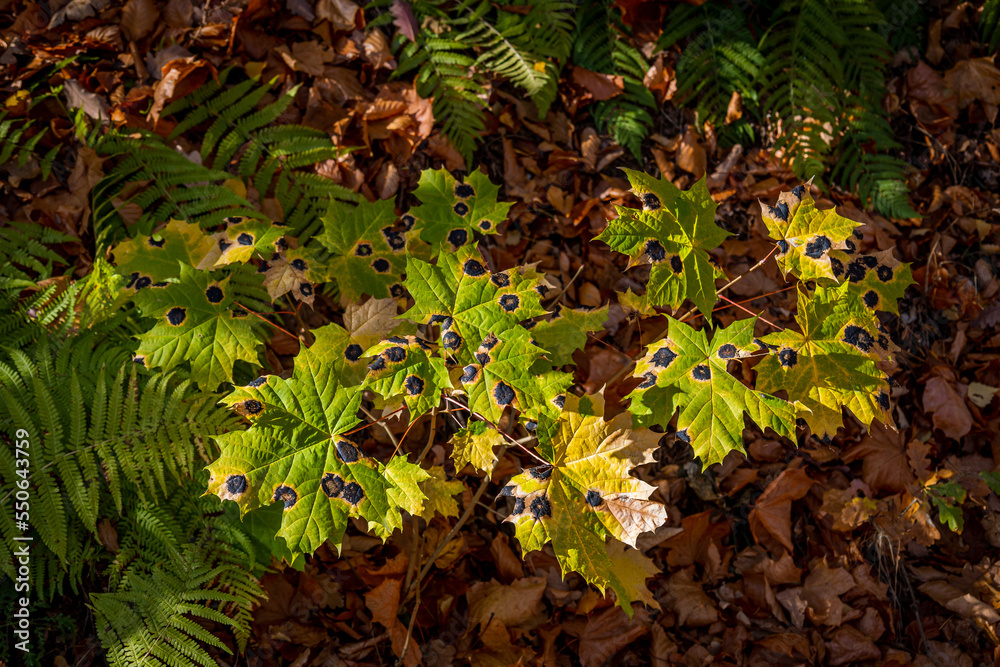Maple tree fungus, which causes black spots on maple leaves. Photo ...