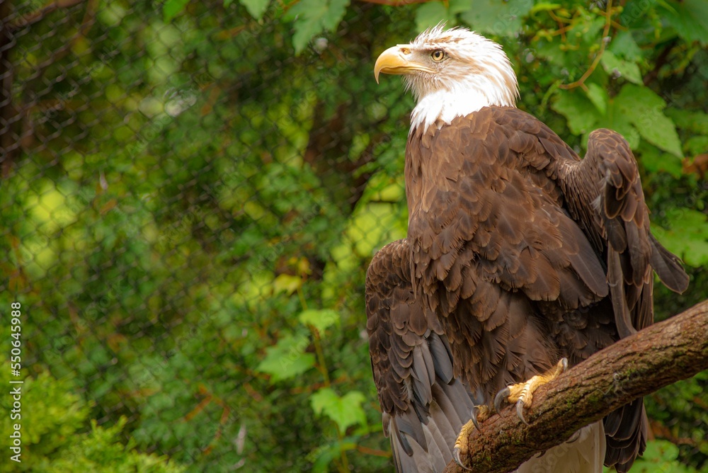 Bald eagle drying out its wings after a rainstorm at the Cleveland ...