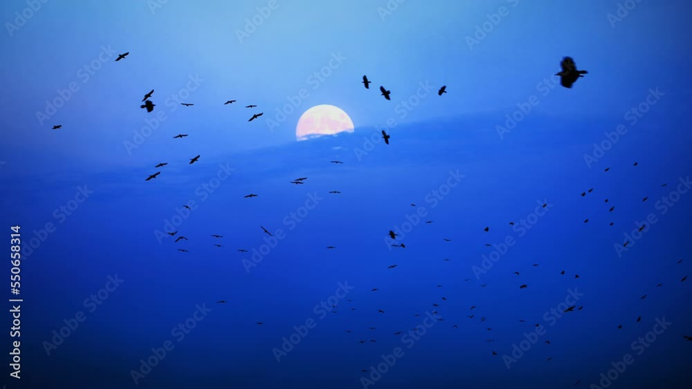 Flock of wild birds black crows are flying in night sky with moon light ...