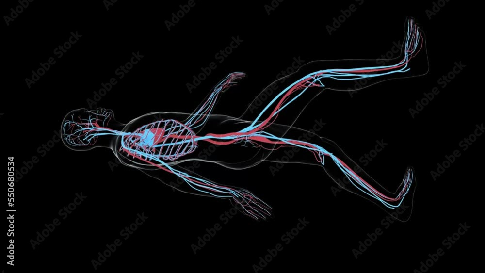 Human arterial and venous circulatory system, Medically accurate ...