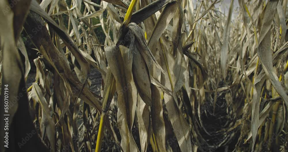 Rotten and infested corn close-up in the field, poor bad harvest food ...