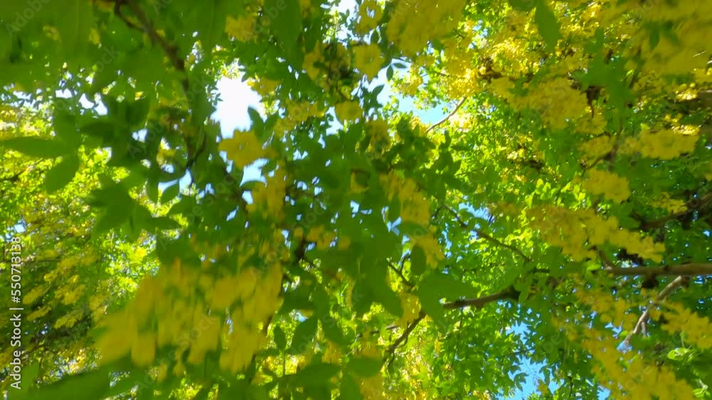 Under the Canopy of Yellow Laburnum Trees 4K UHD. A moving camera shot ... Under the Canopy of Yellow Laburnum Trees 4K UHD. A moving camera shot ...