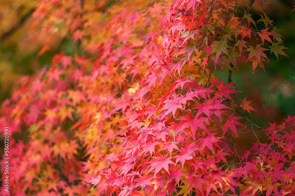 Foto de Amazing golden maples with red leaves. Japanese Maple Tree in ...