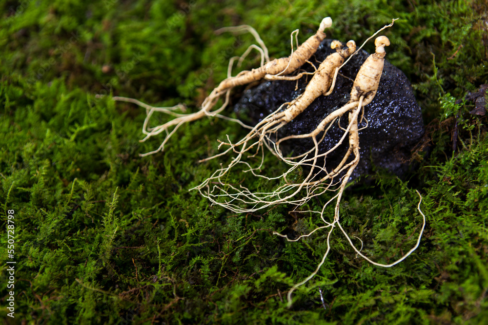 Wild Korean ginseng. Wild Ginseng has been used in best traditional ...