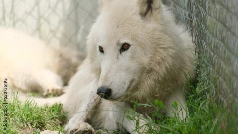 Two arctic wolves in captivity, basking in the sun. Video from the zoo ...
