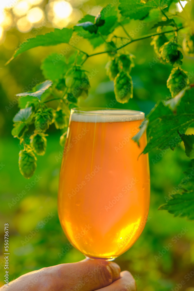 Beer glass close-up in hand in the sun on a green hop plantation.Beer ...