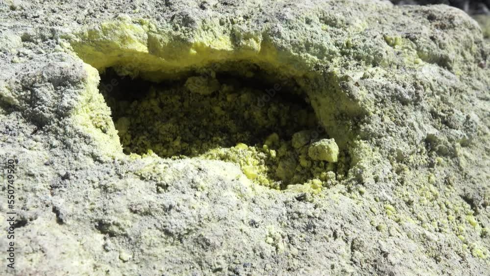 Mystery of nature. Microscopic valley, cave of death. Corpses of flies ...