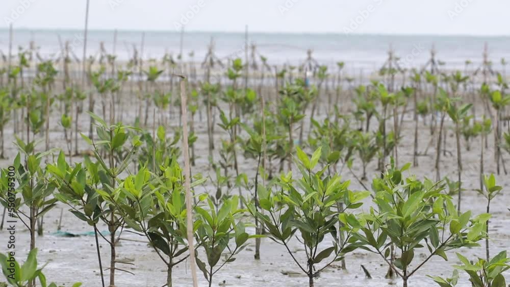 Vidéo Stock A group of mangrove plants planted on the beach. Latin name ...