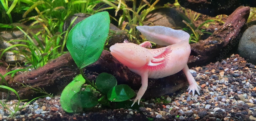 Underwater Axolotl portrait close up in an aquarium. Mexican walking ...