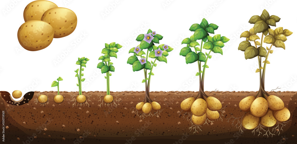 Potatoes plant growing process from seed to ripe vegetables ...