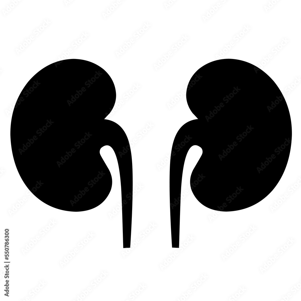 Left and right kidney vector icon on white background. Human internal ...