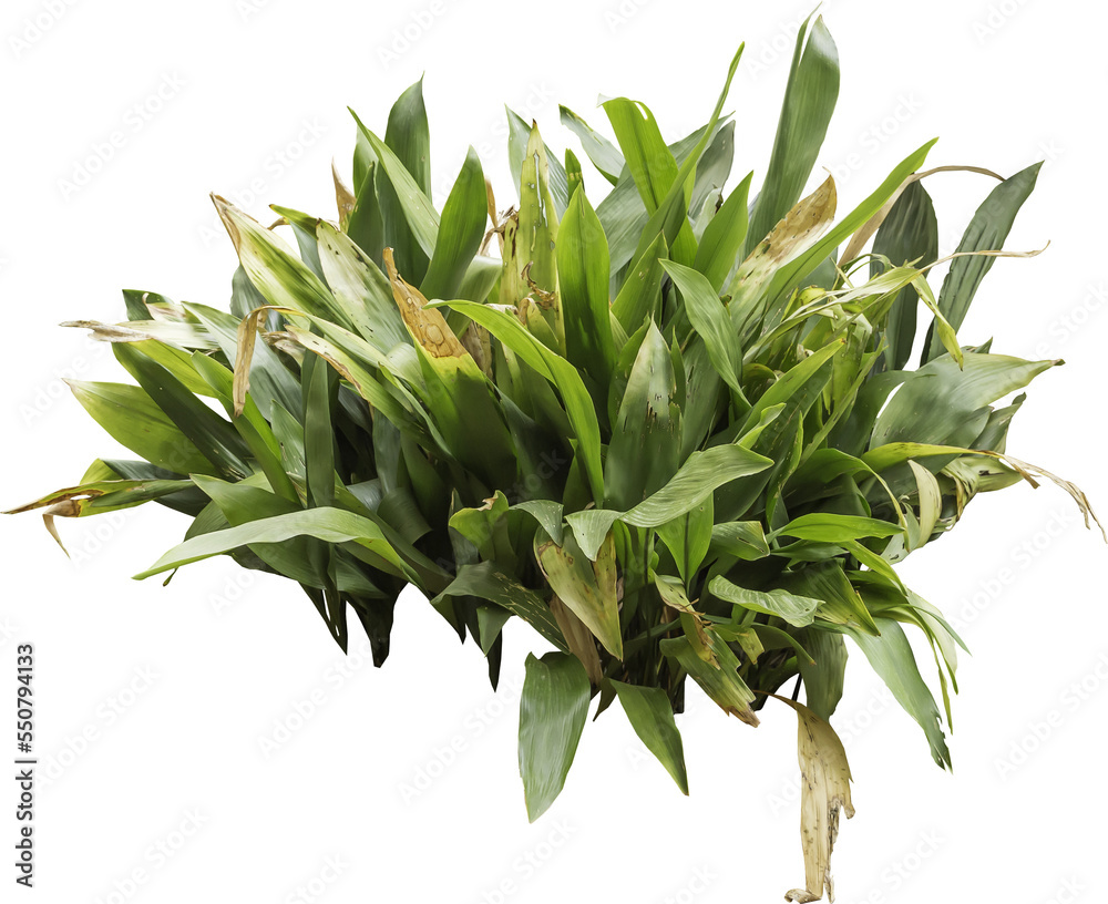 Isolated PNG cutout of a plant on a transparent background Stock Photo ...