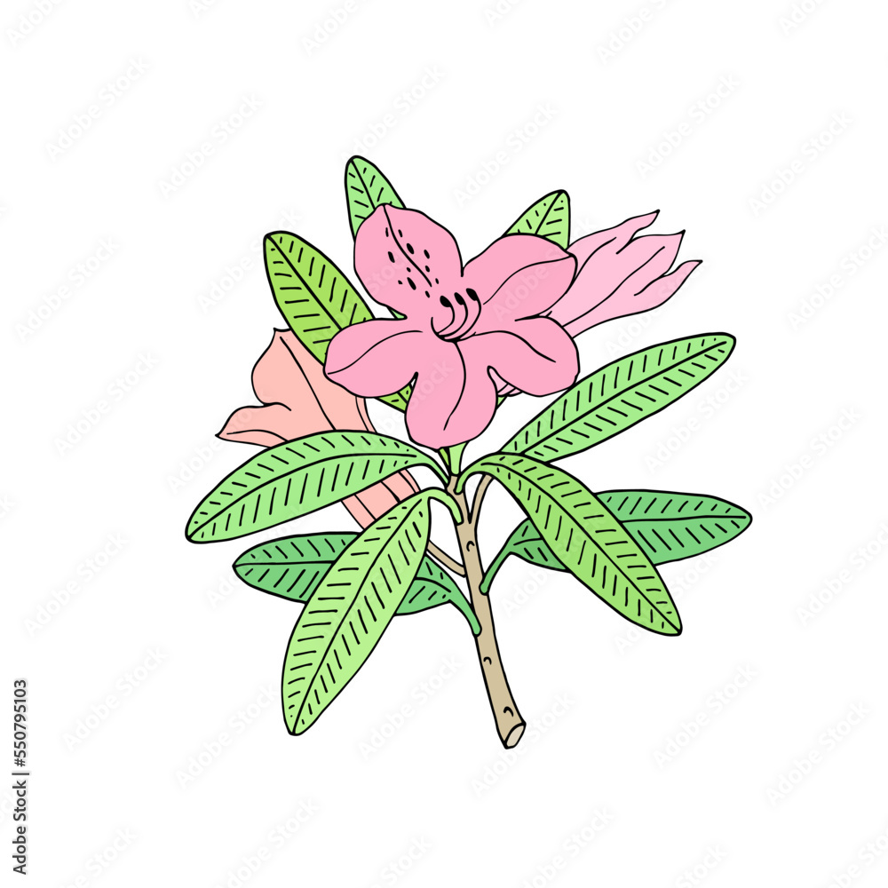 Rhododendron or Alpine rose. Evergreen alpine mountain shrub. Hand ...