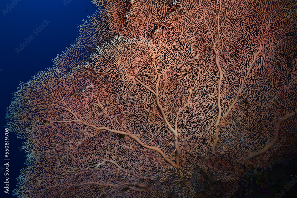 Gorgonia on a reef near Daedalus reef in the Red Sea. Large red ...