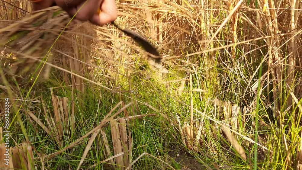Indian women cutting rice plants with a sickle at harvest time. Hand of ...