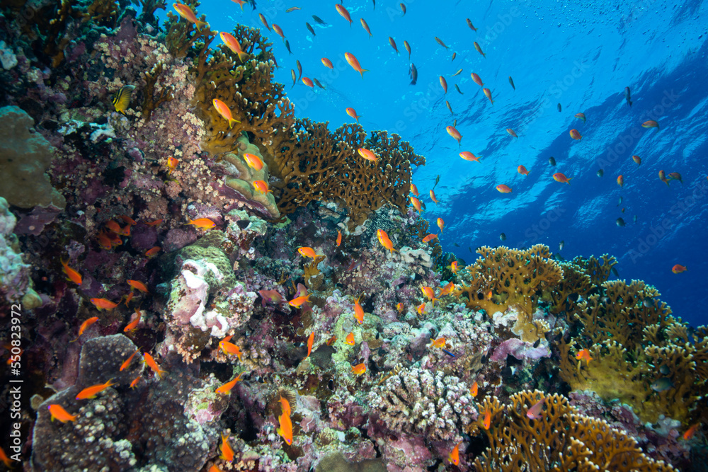 Underwater World. Coral fish and reefs of the Red Sea.Underwater ...