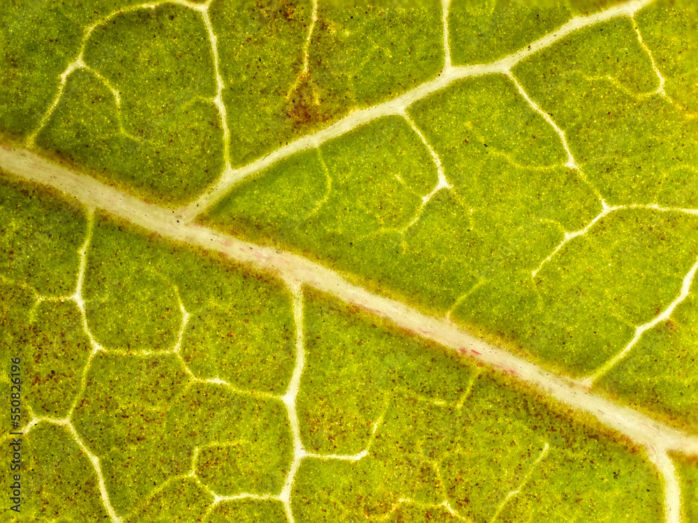 american sweetgum leaf in autumn under the microscope - fall leaf under ...