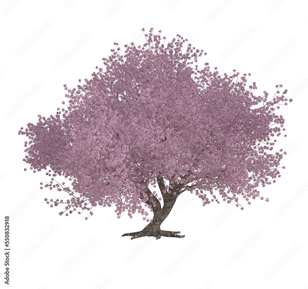 3d render : Pink Cherry blossom tree plant without leaves, plenty of ...