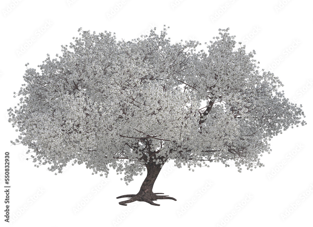 3d render : White Cherry blossom tree plant without leaves, plenty of ...